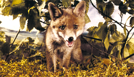 Des renards dans le métro