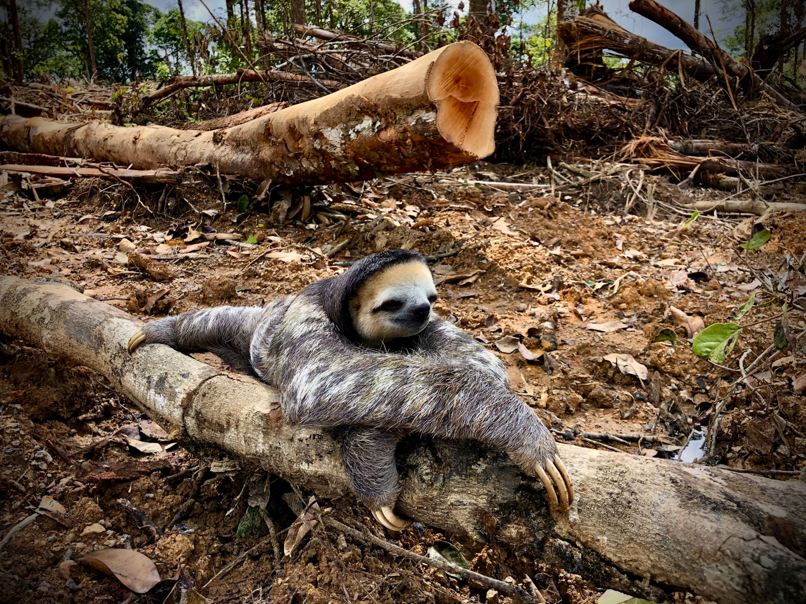 La lutte électrique du peuple kali'na en Guyane française - POLITIS