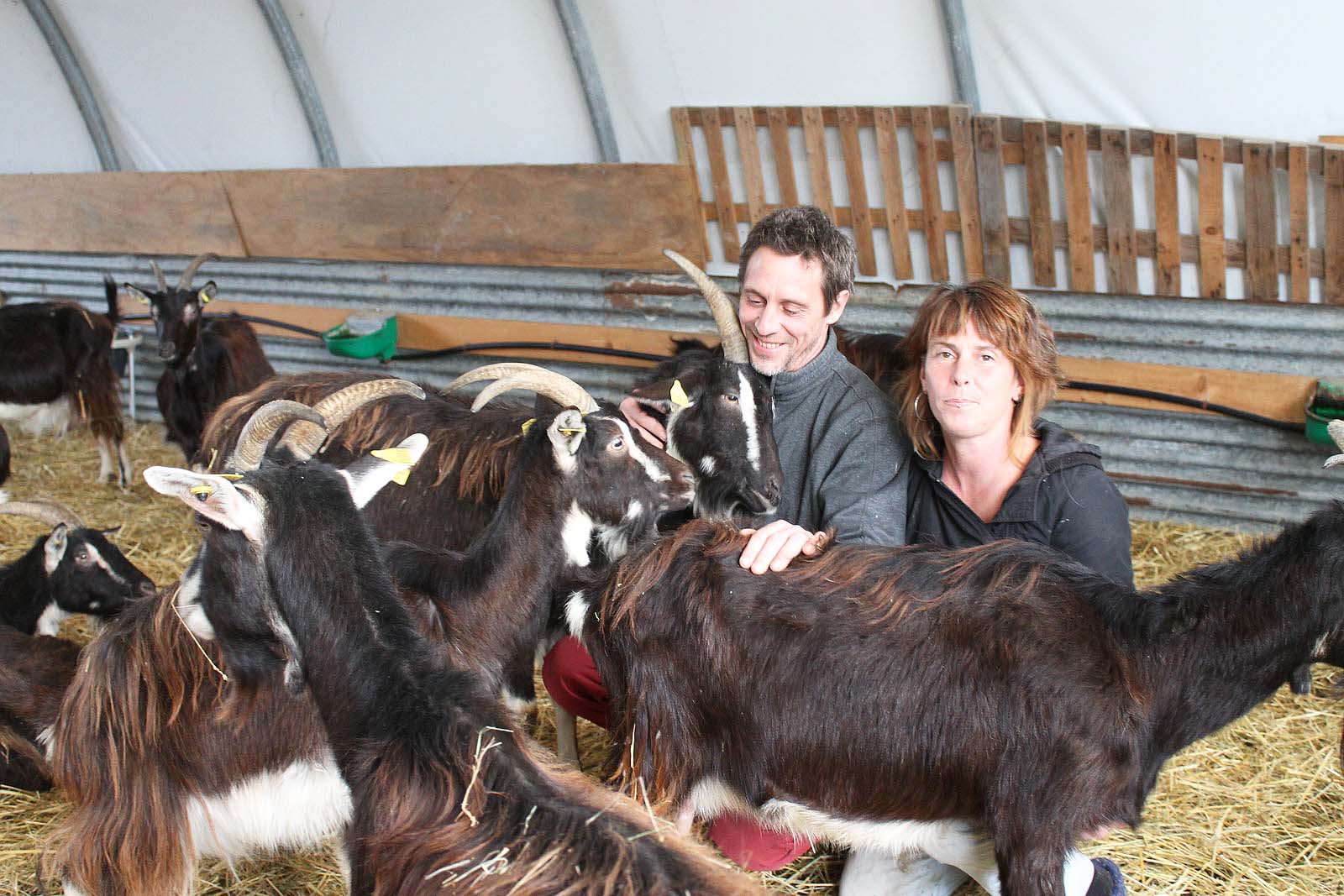 Au pays des barges, les vaches sont bien élevées - POLITIS