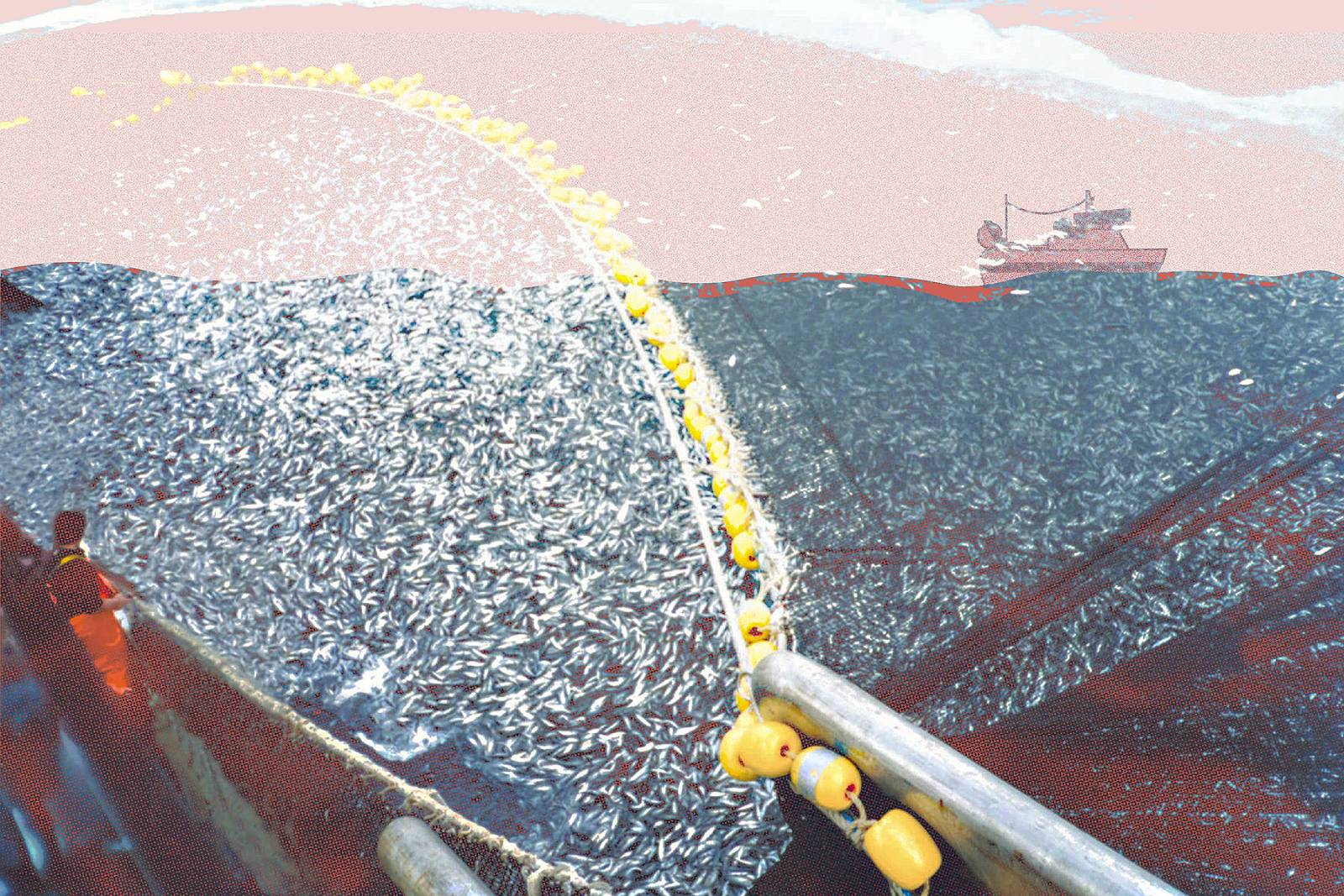 Surpêche : en France, les stocks s’épuisent, la pêche industrielle s ...